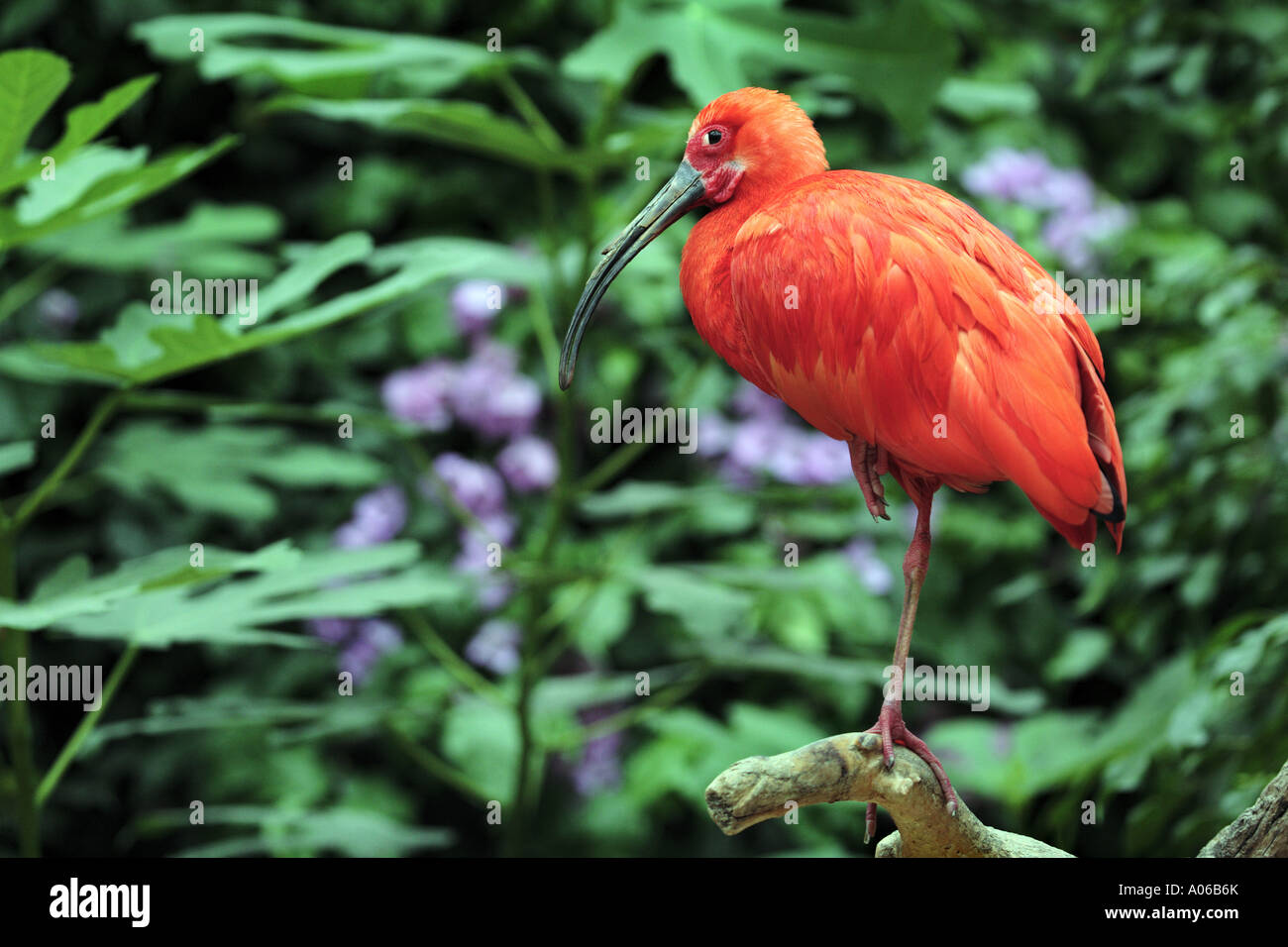 Ibis standing one leg hi-res stock photography and images - Alamy