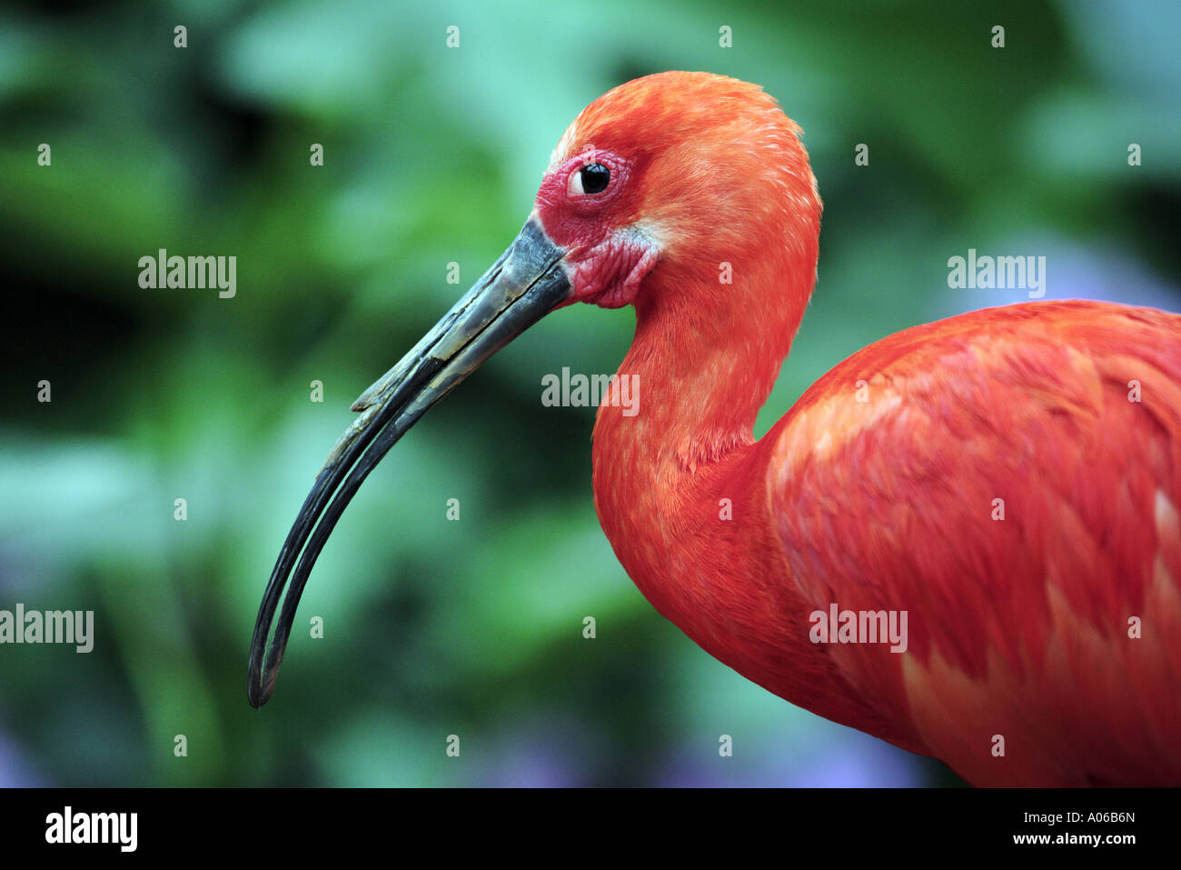 Close up scarlet ibis standing hi-res stock photography and images - Alamy