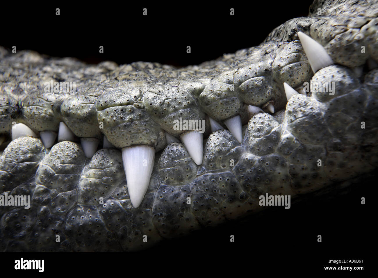 teeth of Siamese crocodile Stock Photo - Alamy