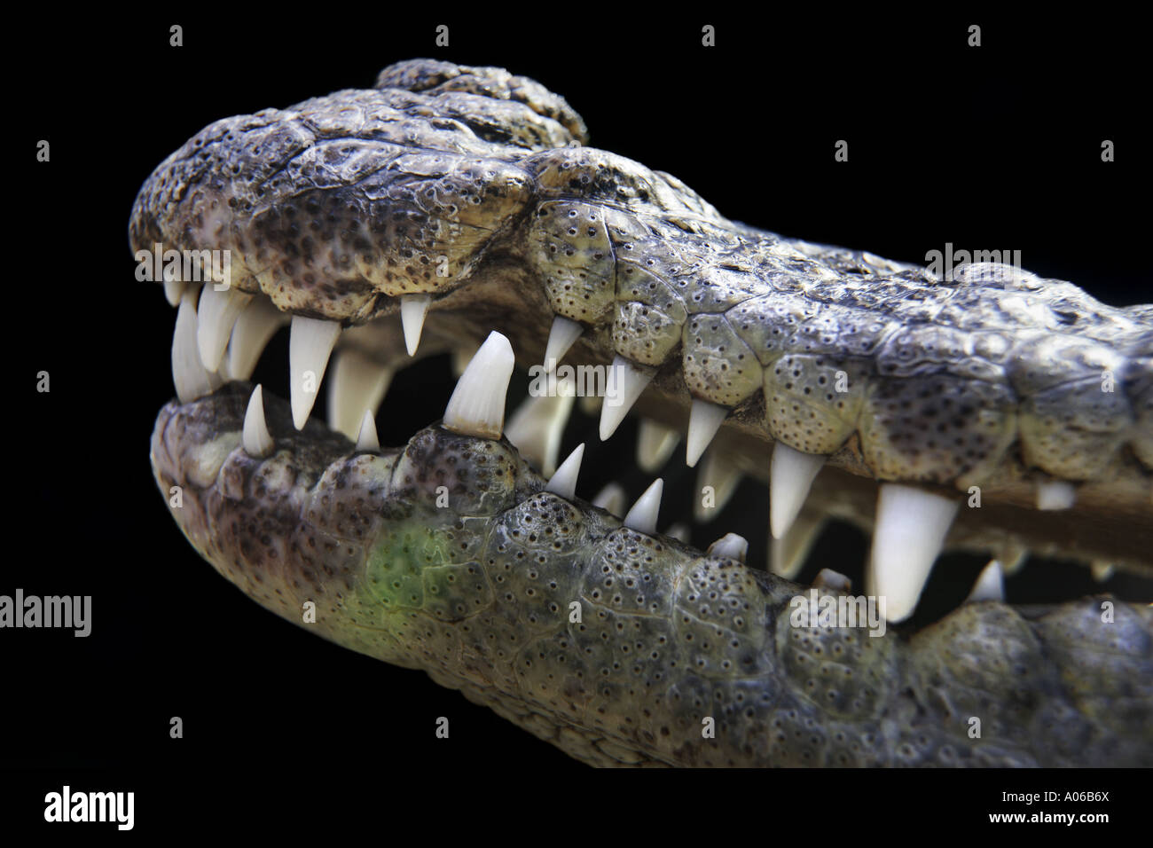 teeth of Siamese crocodile Stock Photo - Alamy