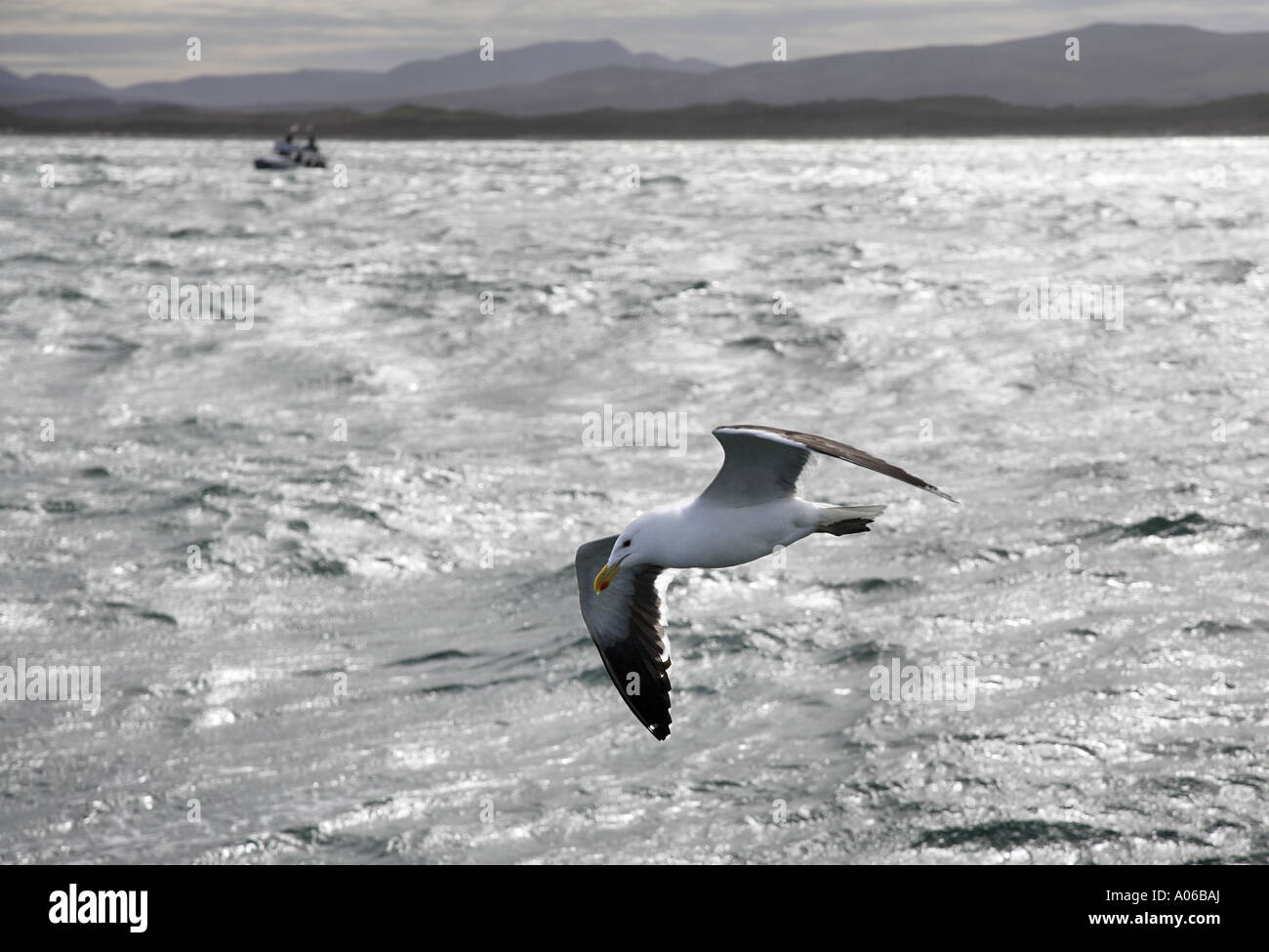 Silver gull flying over water hi-res stock photography and images - Alamy