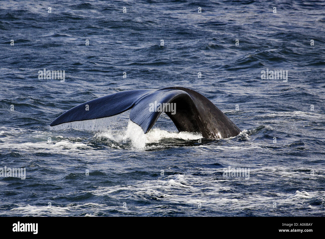 southern right whale tail Stock Photo - Alamy