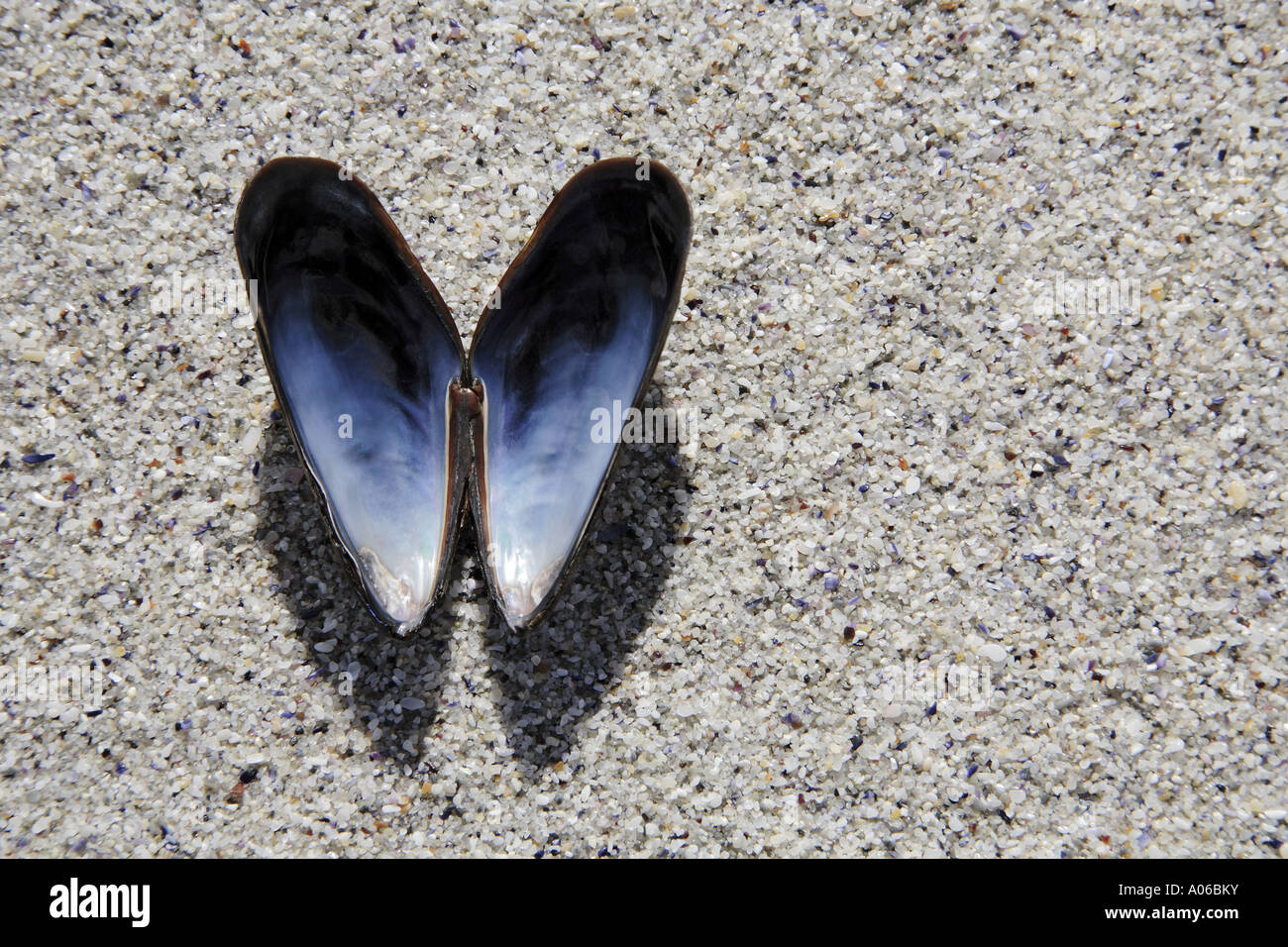 mussel shell on sandy beach Stock Photo - Alamy