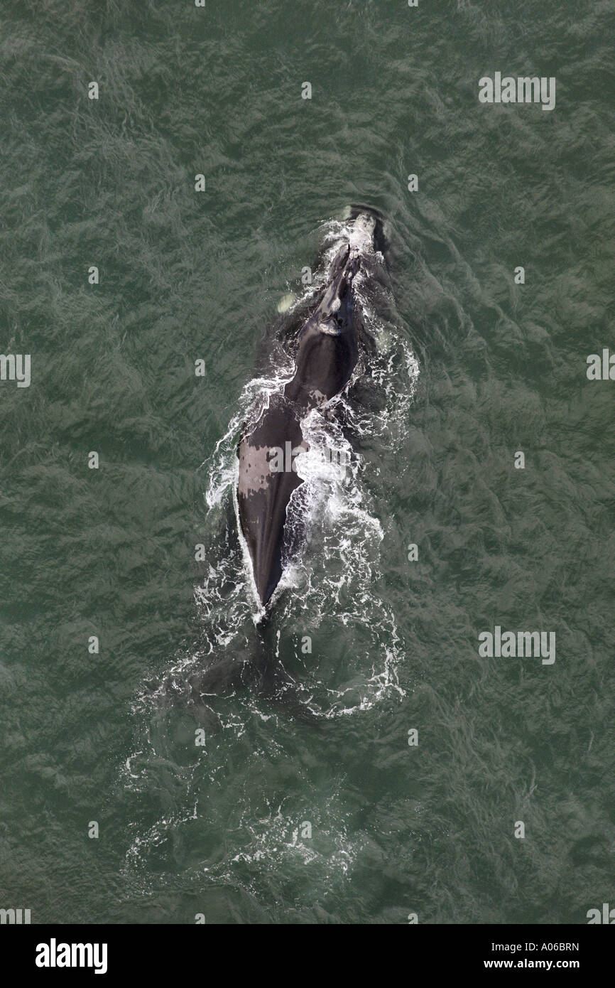 aerial view of a southern right whale Stock Photo - Alamy