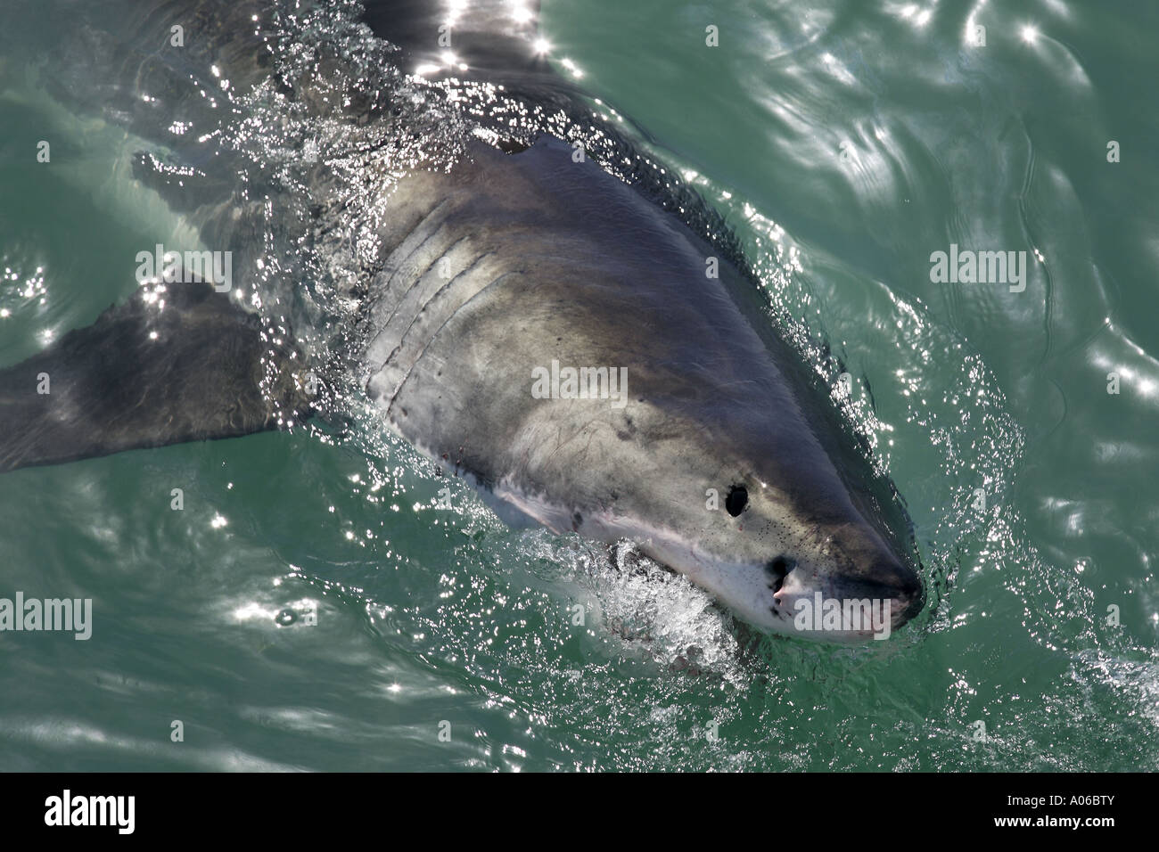 Fish breaking surface of water hi-res stock photography and images - Alamy