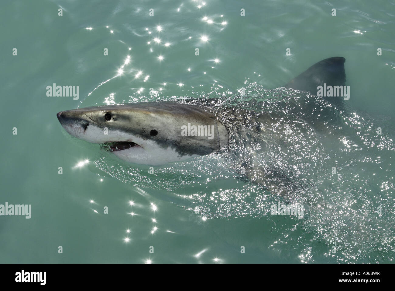 Fish breaking surface of water hi-res stock photography and images - Alamy