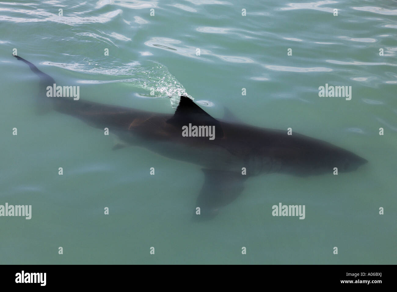 Shark fin above water hi-res stock photography and images - Alamy
