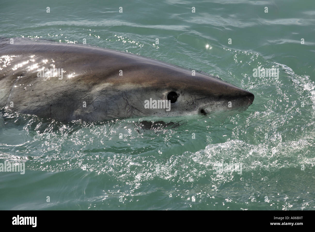 Great white shark side view hi-res stock photography and images - Alamy