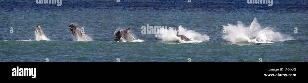 image sequence showing a whale breaching Stock Photo - Alamy