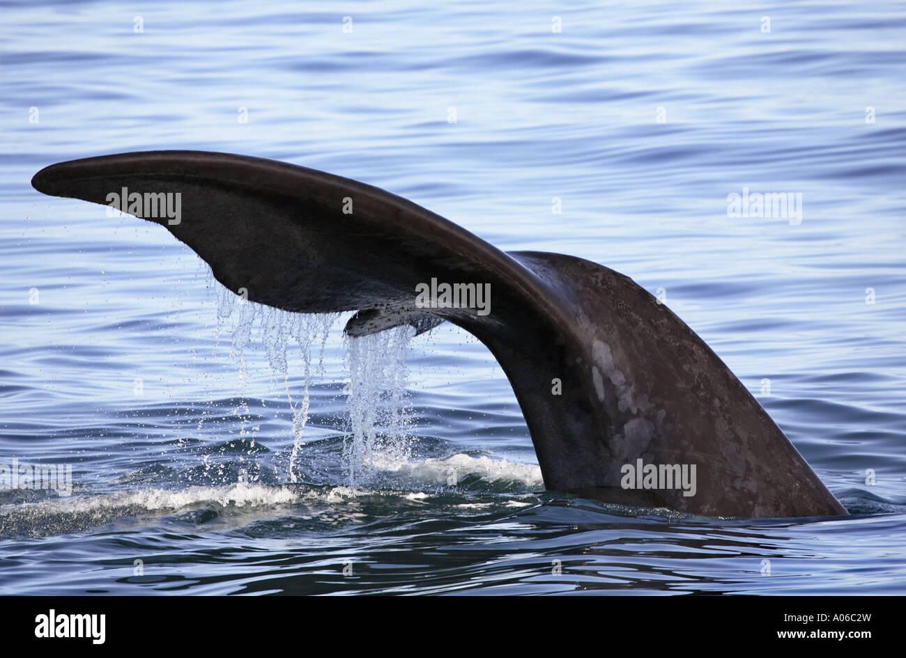southern right whale tail Stock Photo - Alamy