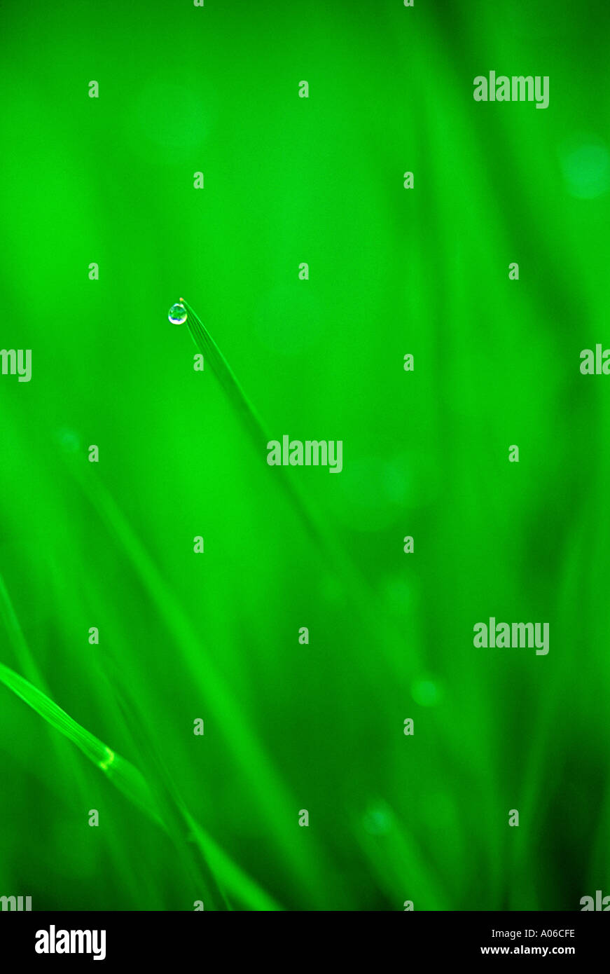 Water drop on grass Stock Photo - Alamy