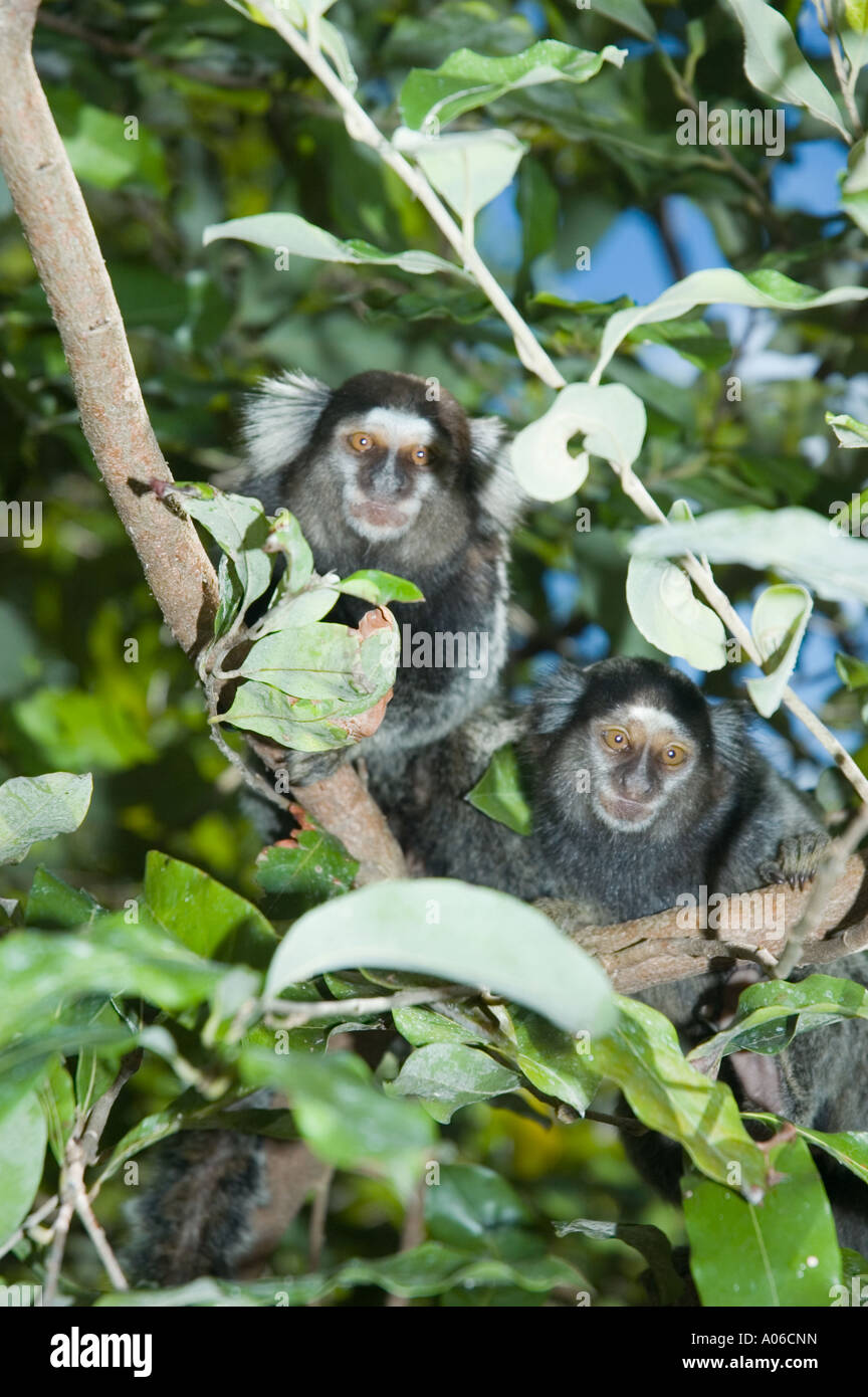 Grey monkeys with yellow eyes hi-res stock photography and images - Alamy