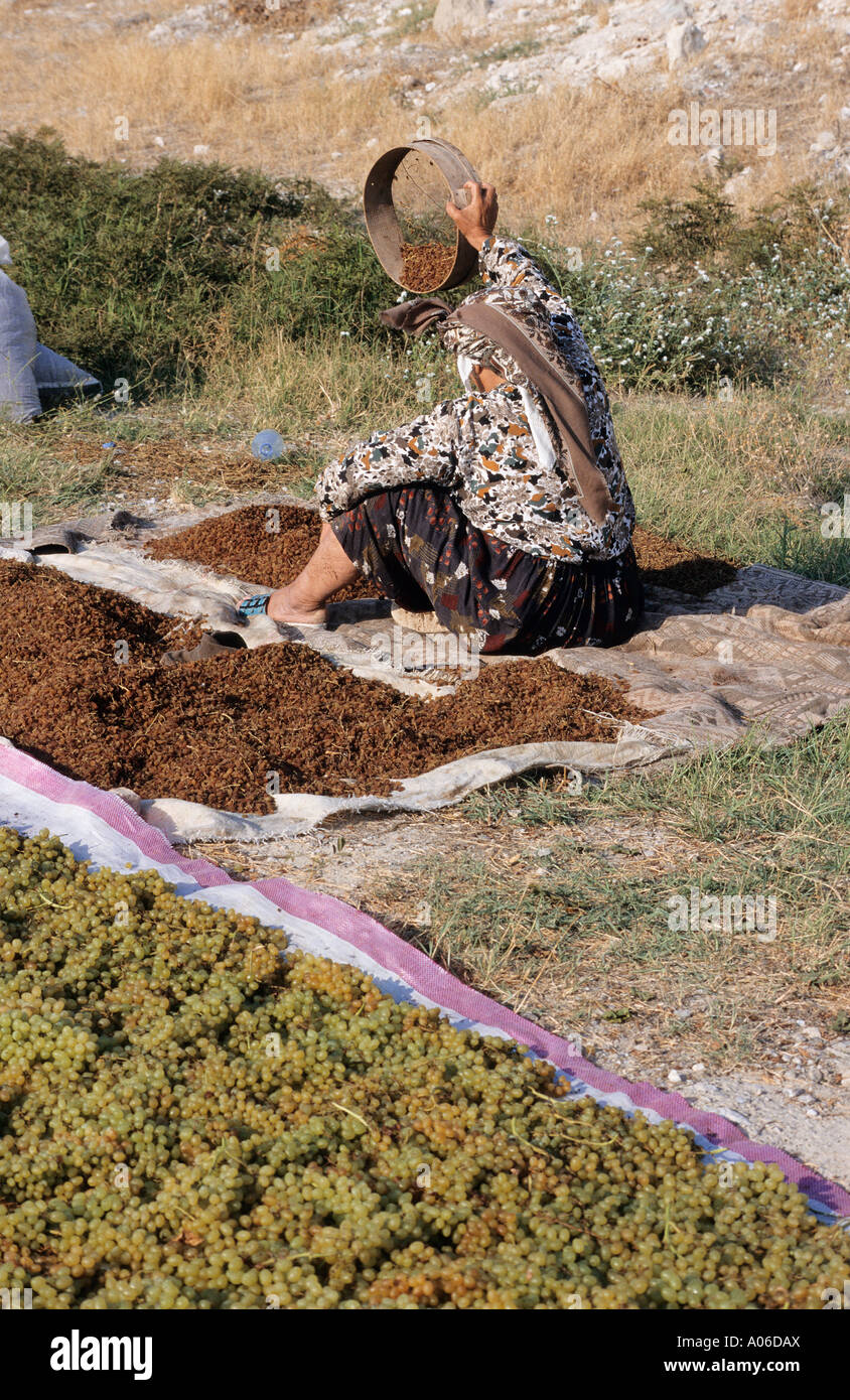 Local woman sitting on the ground sorting raisins in Turkey Stock Photo ...