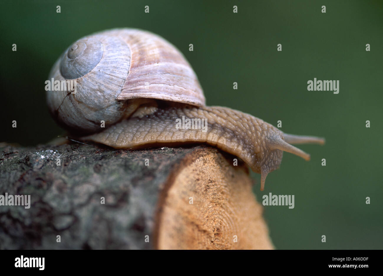 Common garden snail -Helix Aspersa Stock Photo - Alamy