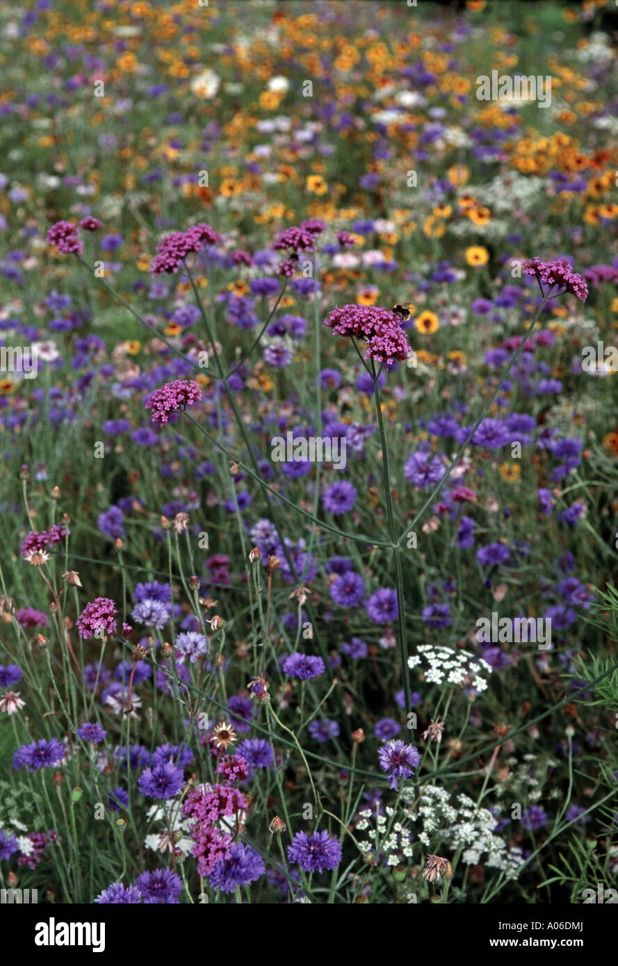 Verbena mix hi-res stock photography and images - Alamy