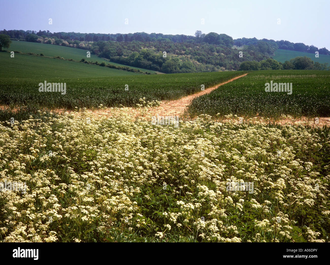 English field berkshire hi-res stock photography and images - Alamy