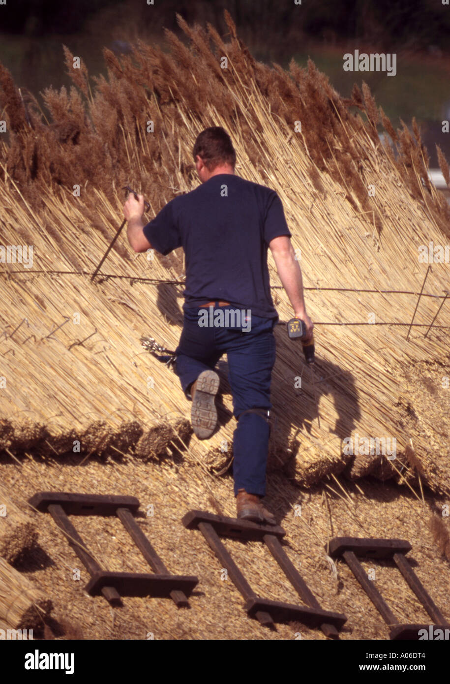 Thatcher at work in Bradninch, Devon Stock Photo - Alamy