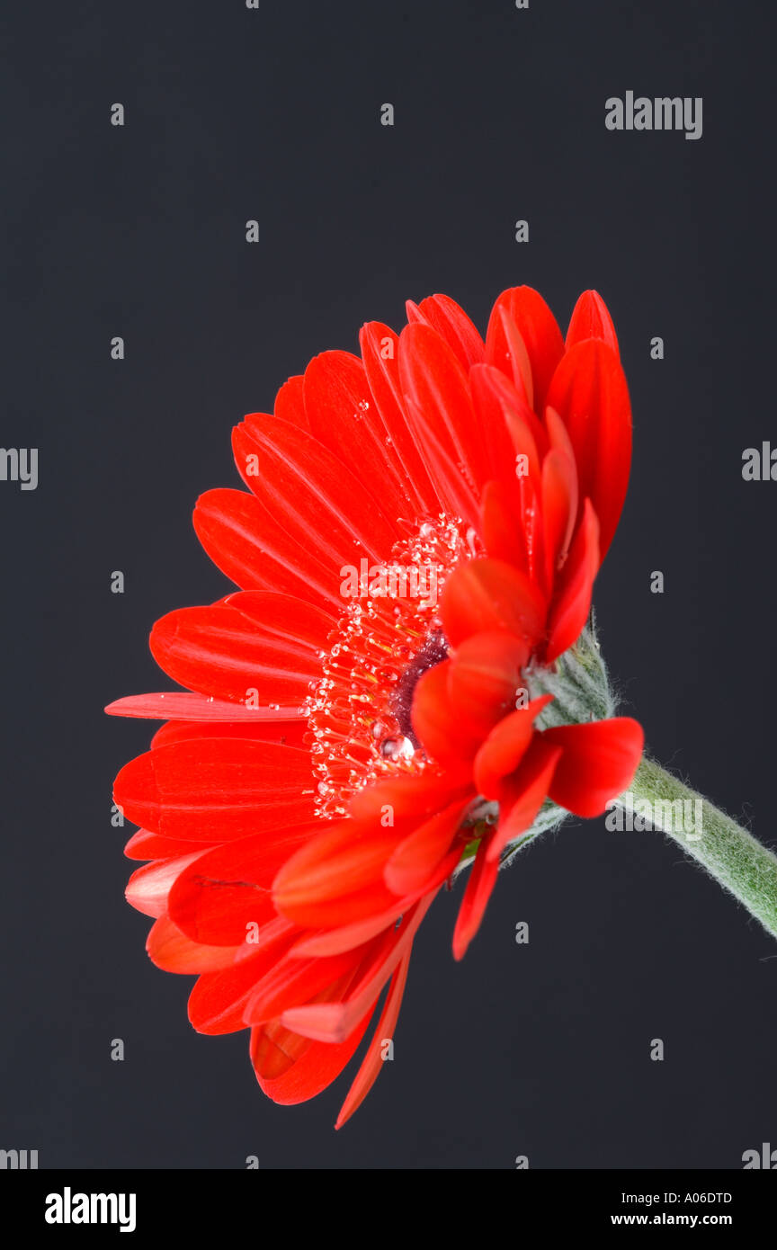 Red gerbera arrangements hi-res stock photography and images - Alamy