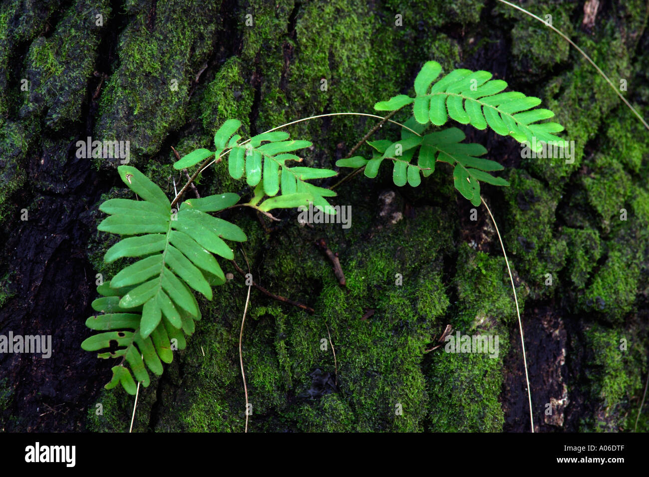 Resurrection fern (Polypodium polypodioides) on merritt island national ...