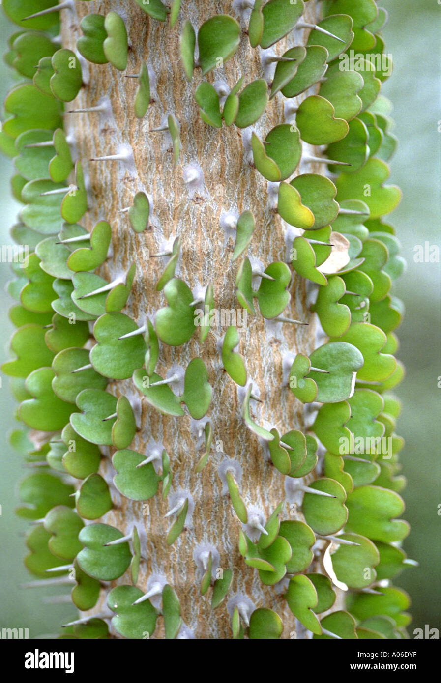 Fantsiolotse, Alluaudia ascendens, Didiereaceae. A Spiney Forest Plant ...
