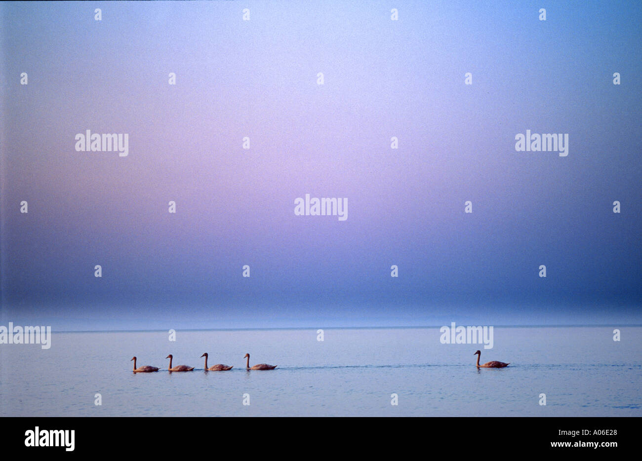Swans in a line at dusk Stock Photo - Alamy