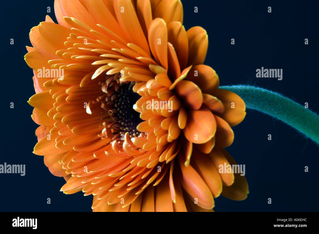 Red gerbera arrangements hi-res stock photography and images - Alamy