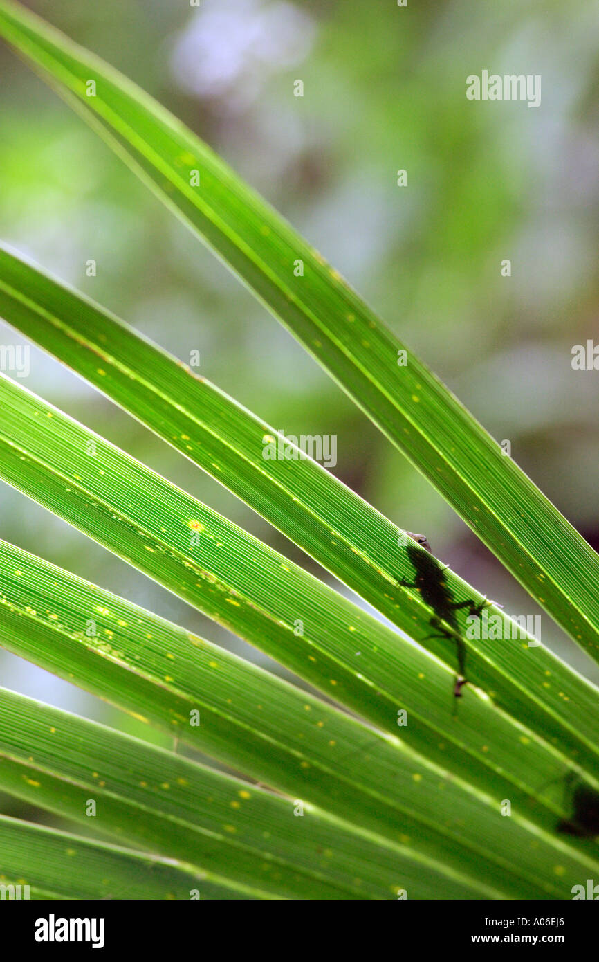 Lizard palm hi-res stock photography and images - Alamy