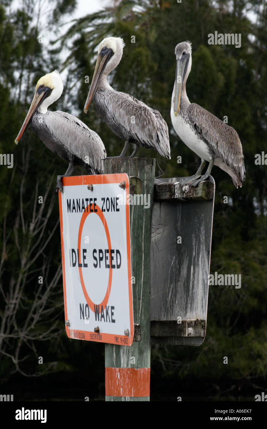 Pelican island sign hi-res stock photography and images - Alamy