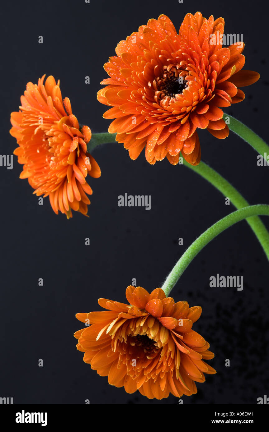 Red gerbera symbolism hi-res stock photography and images - Alamy