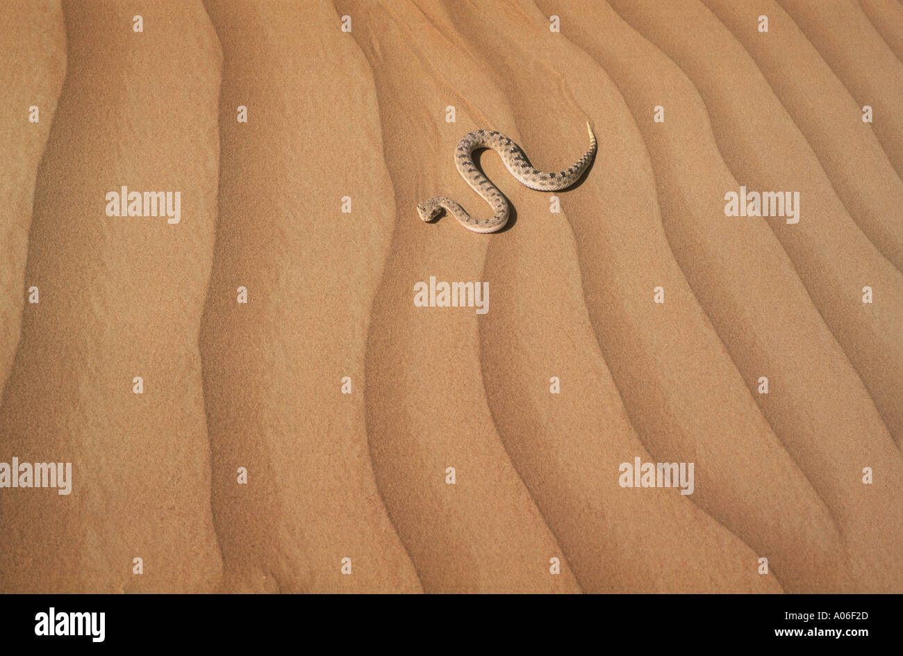 Sand Viper on Sand Dunes Stock Photo - Alamy