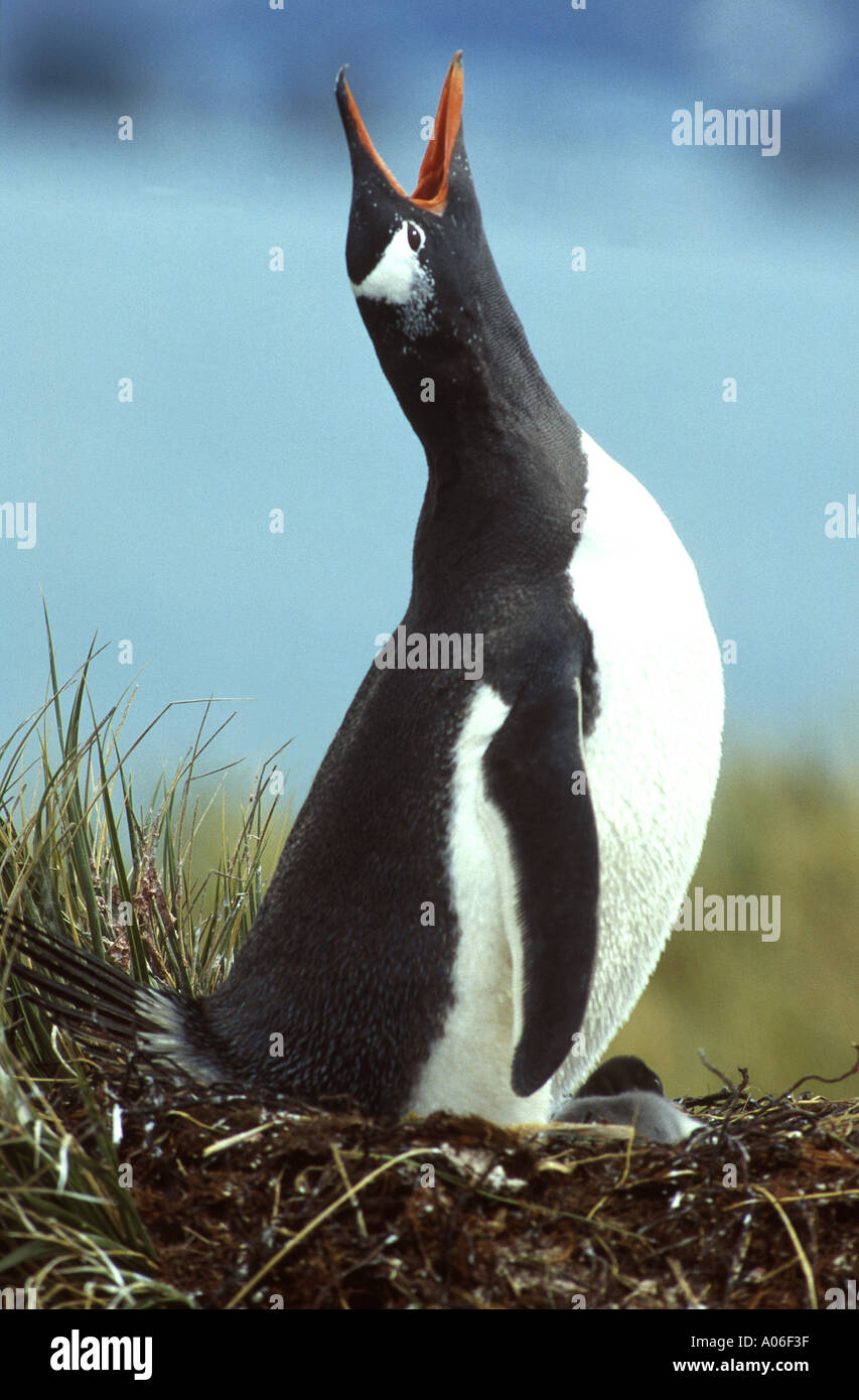 Psygoscelis hi-res stock photography and images - Alamy