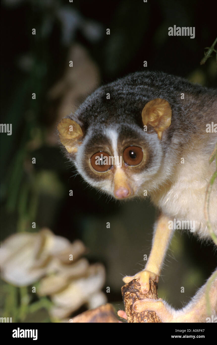 Slender loris hi-res stock photography and images - Alamy