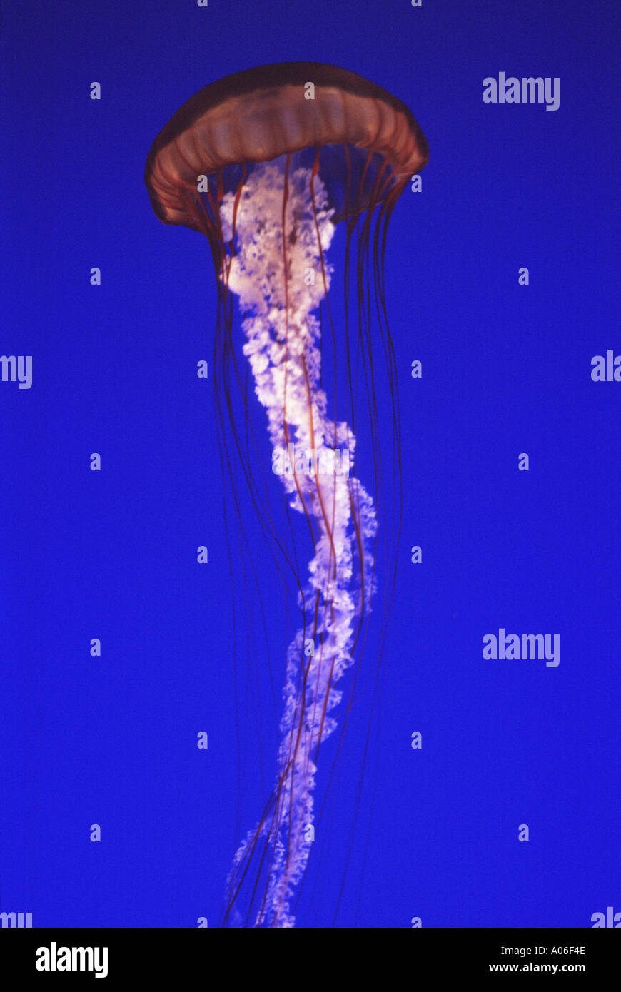 Nettle Venom Stock Photos & Nettle Venom Stock Images - Alamy