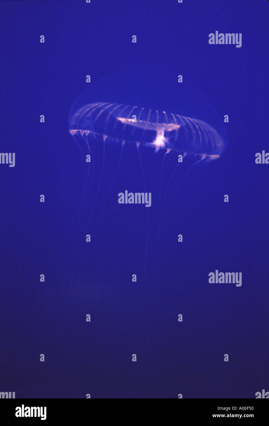 Crystal jelly fish hi-res stock photography and images - Alamy