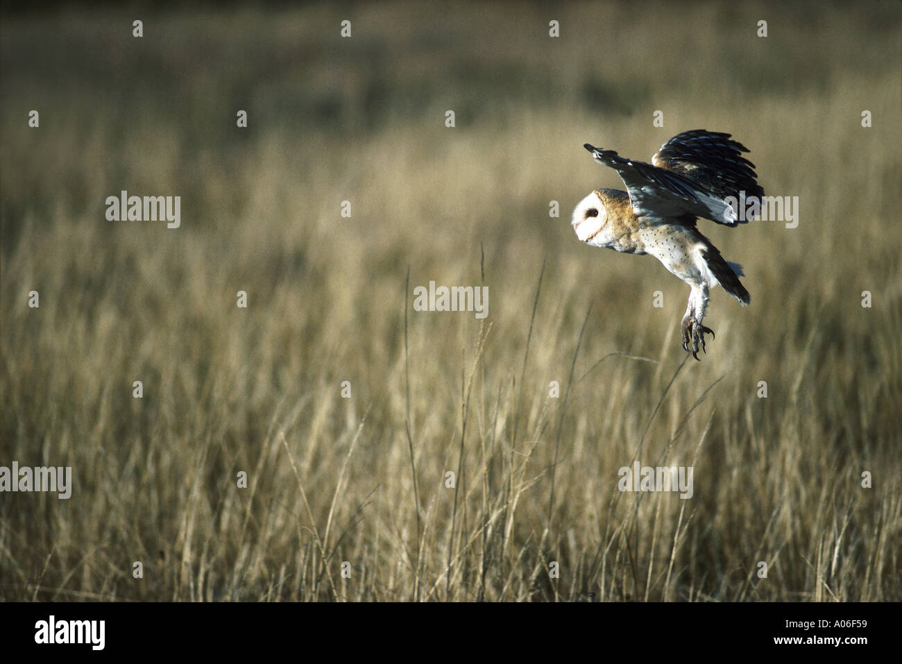 Barn Owl Hunting Stock Photo - Alamy