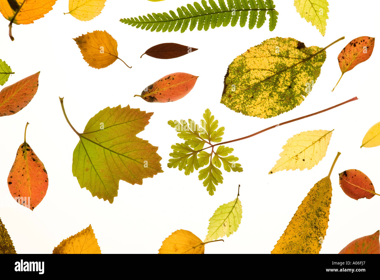 Grouped leaves hi-res stock photography and images - Alamy