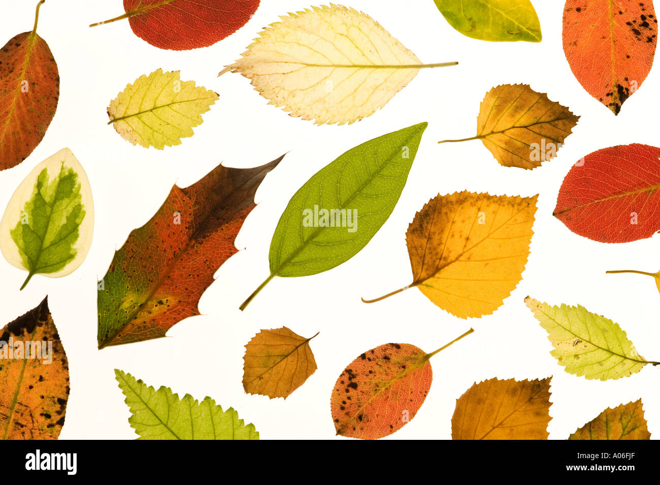 Random leaves hi-res stock photography and images - Alamy