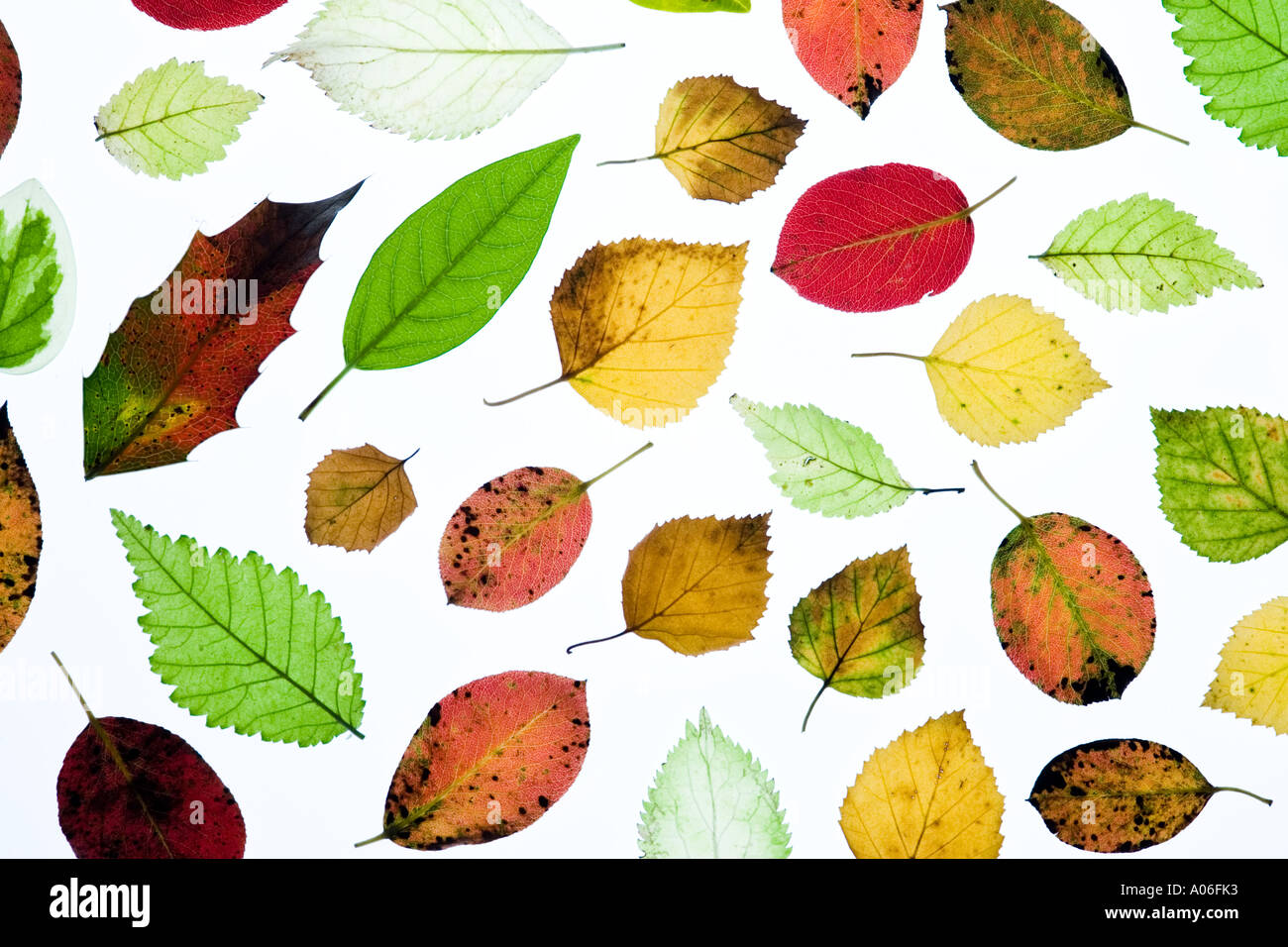 Random arrangement of leaves hi-res stock photography and images - Alamy