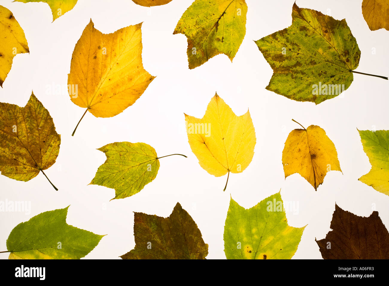 Random arrangement of leaves hi-res stock photography and images - Alamy
