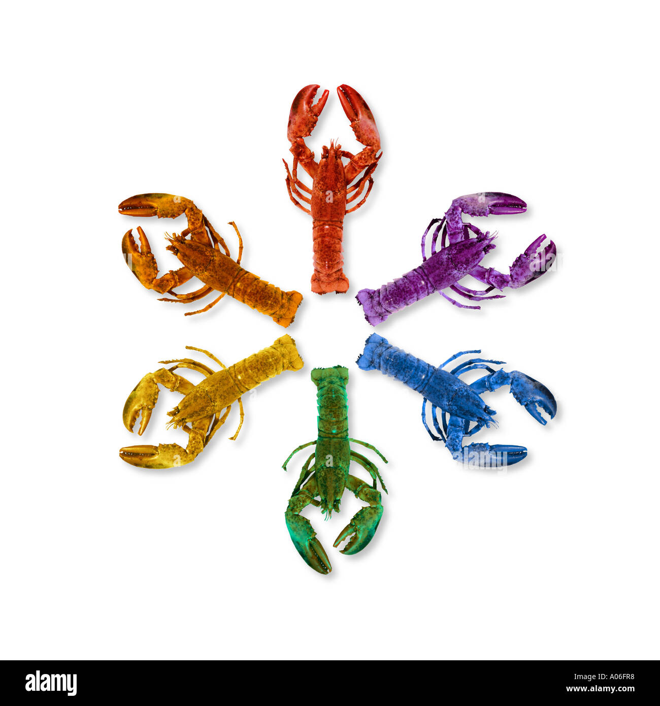 Six lobsters of six colors forming a star against a white background ...