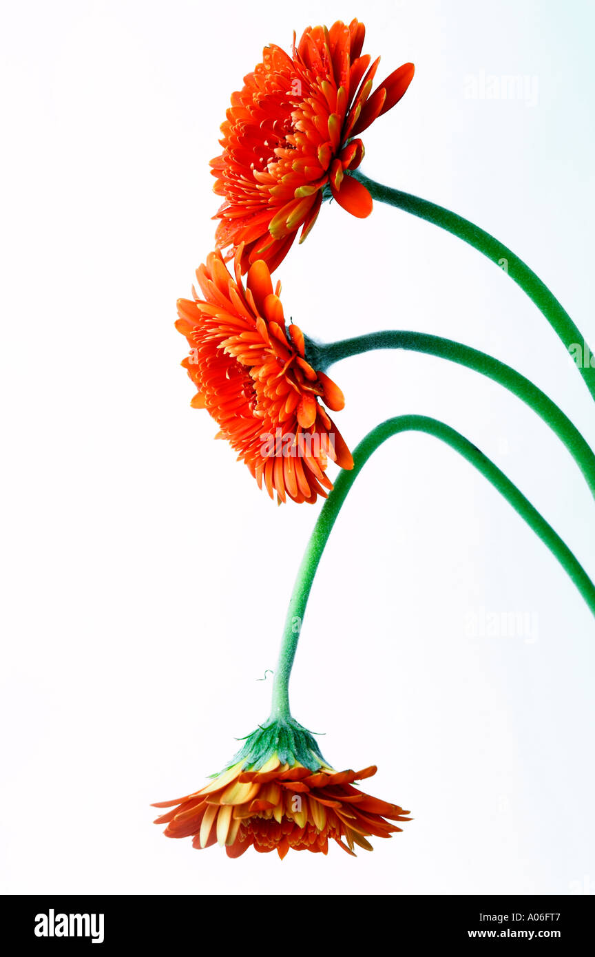 Red gerbera arrangements hi-res stock photography and images - Alamy