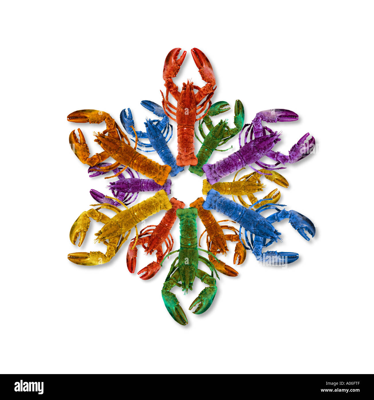 Twelve lobsters of six colors forming a star against a white background ...
