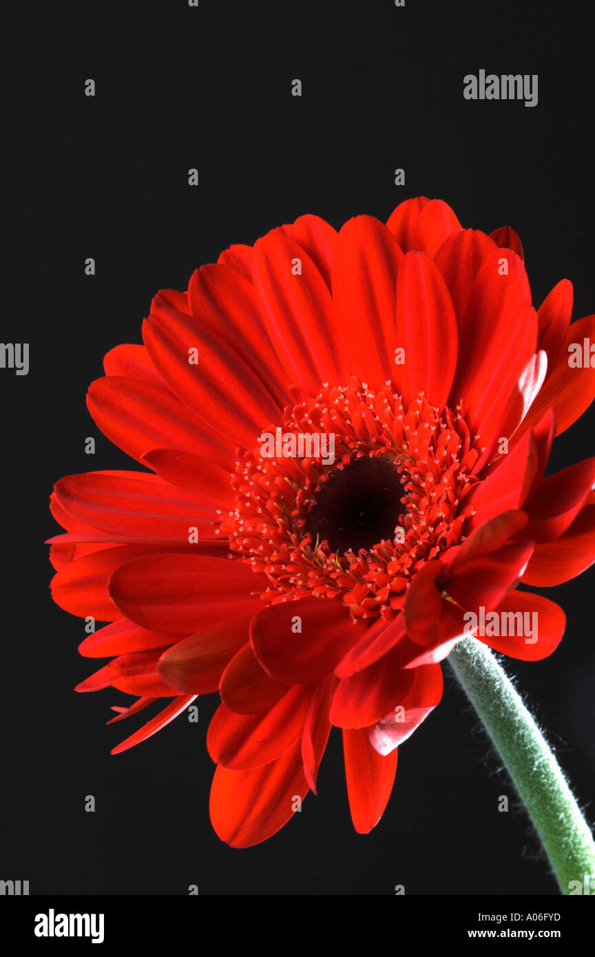 Red gerbera arrangements hi-res stock photography and images - Alamy