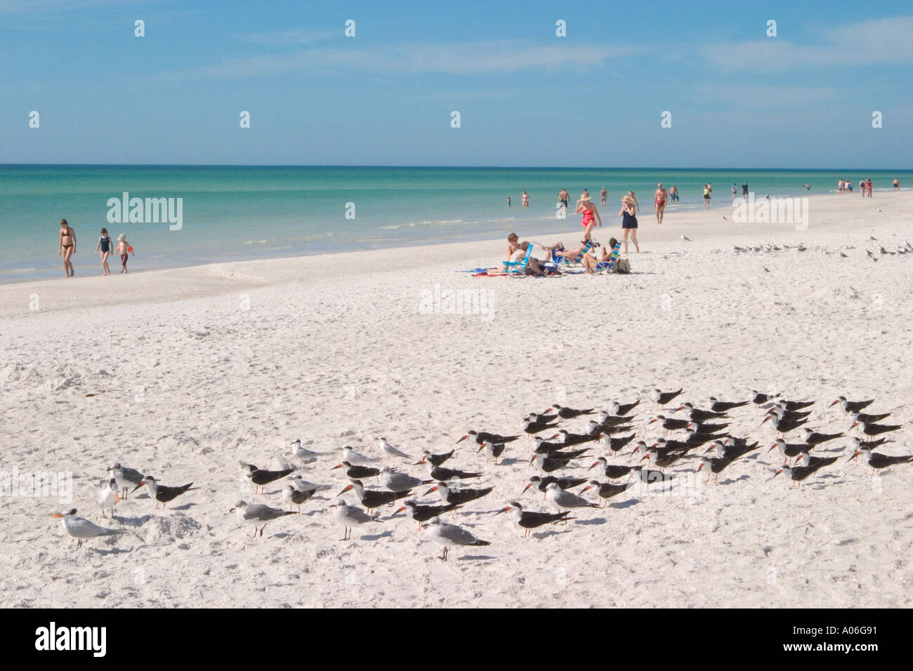 Lido Beach Lido Key Gulf Coast Sarasota Florida Stock Photo - Alamy