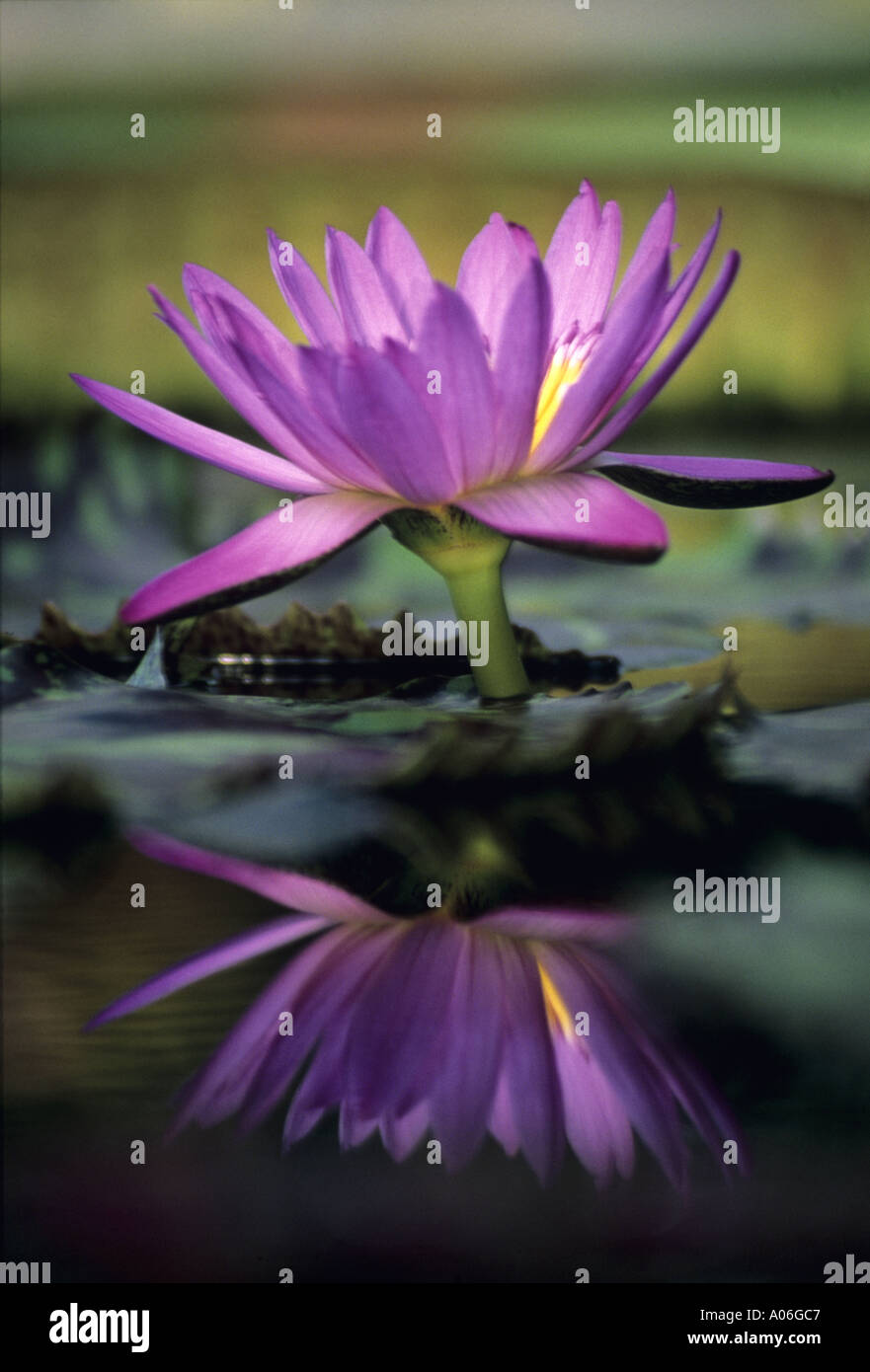 Water Lily Reflection Stock Photo - Alamy