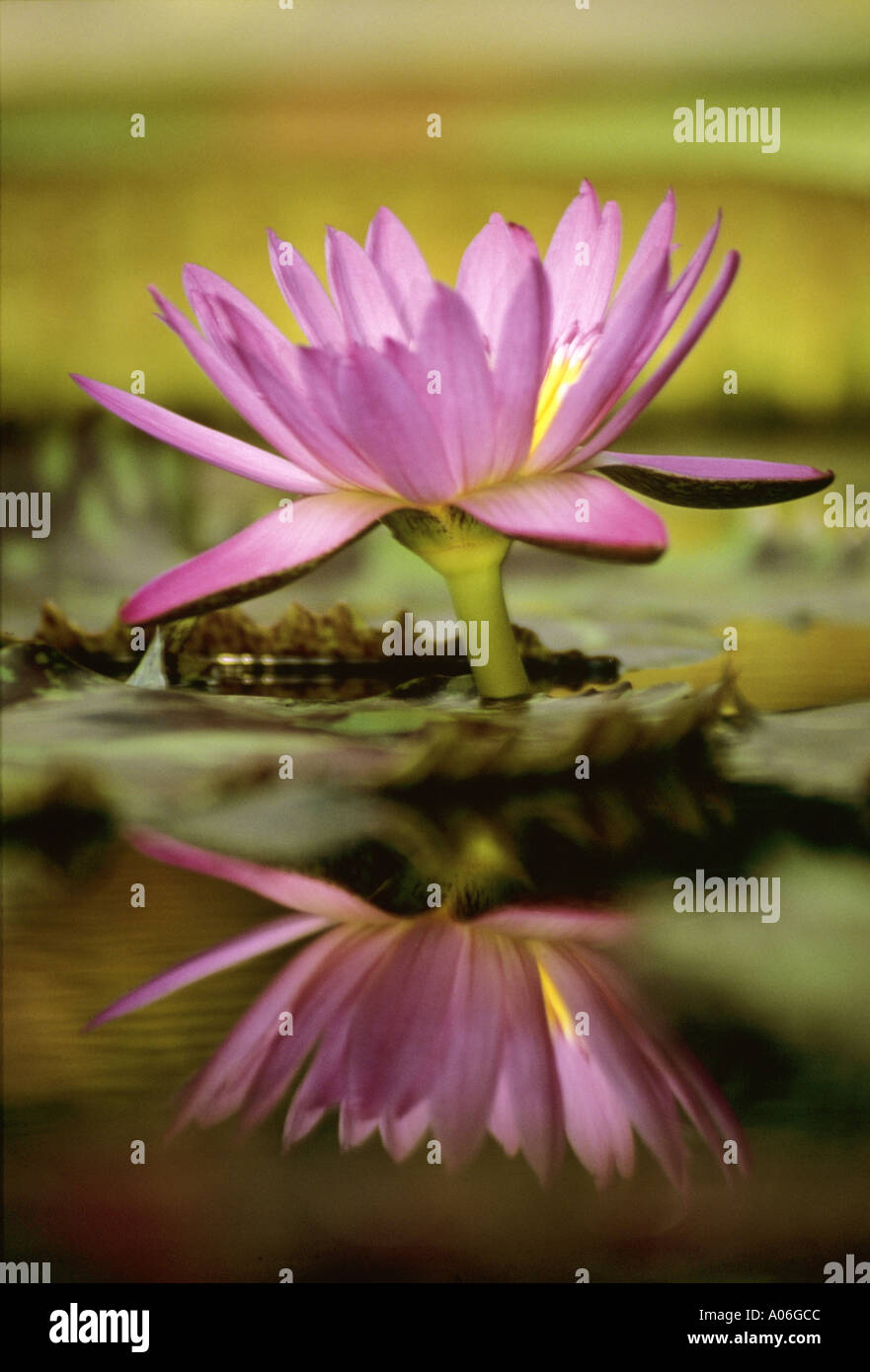 Pink water lily nymphaea sp hi-res stock photography and images - Alamy