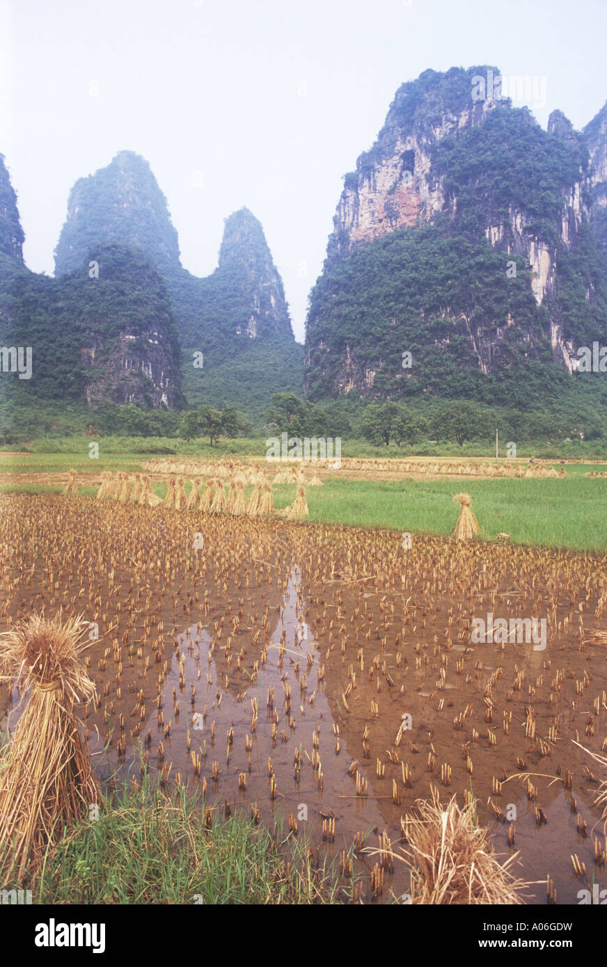 Rice fields and the Rocky limestone Karst peaks in Yangshuo Stock Photo ...