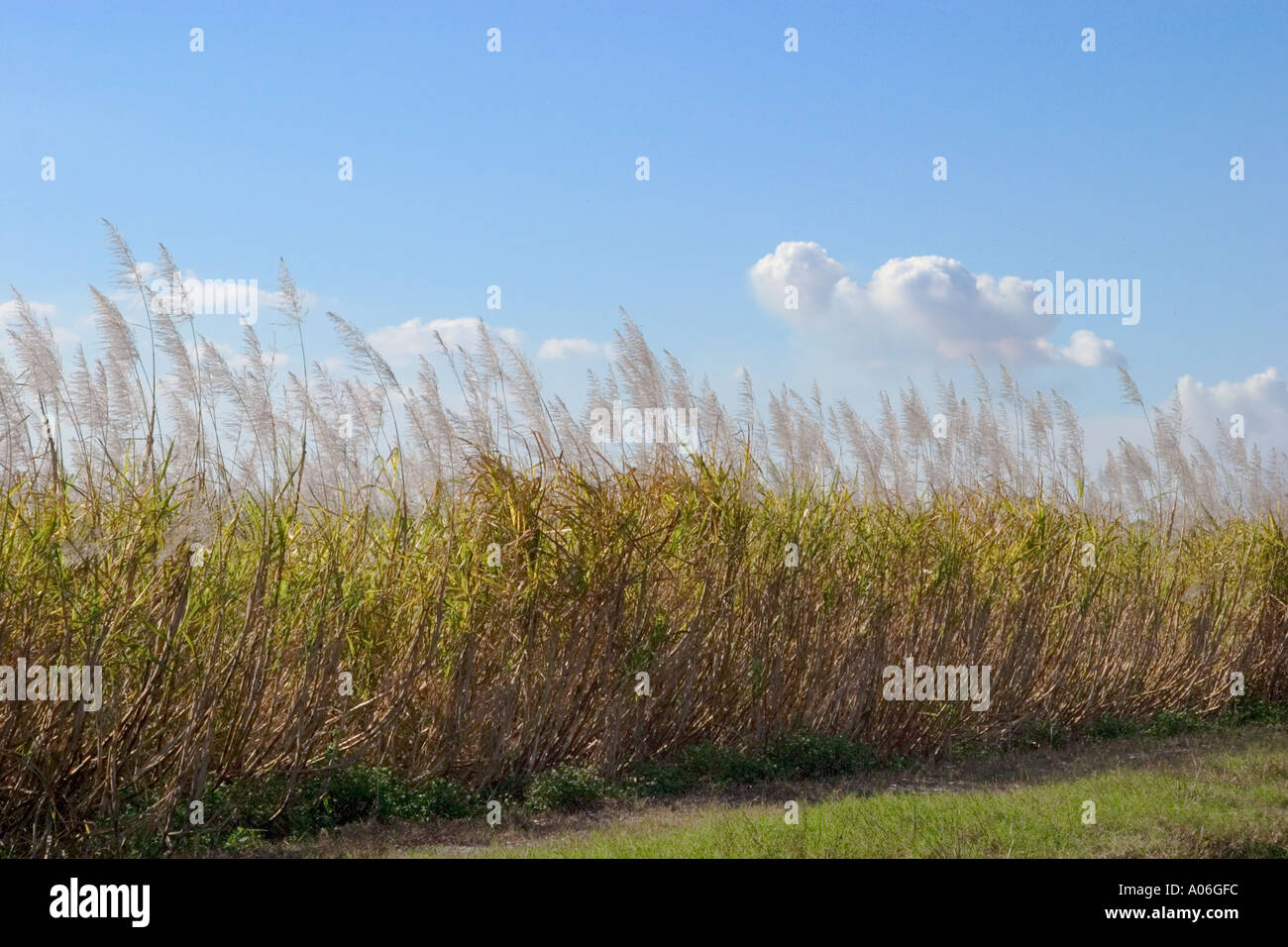 Sugar Cane field Southern Florida Stock Photo - Alamy