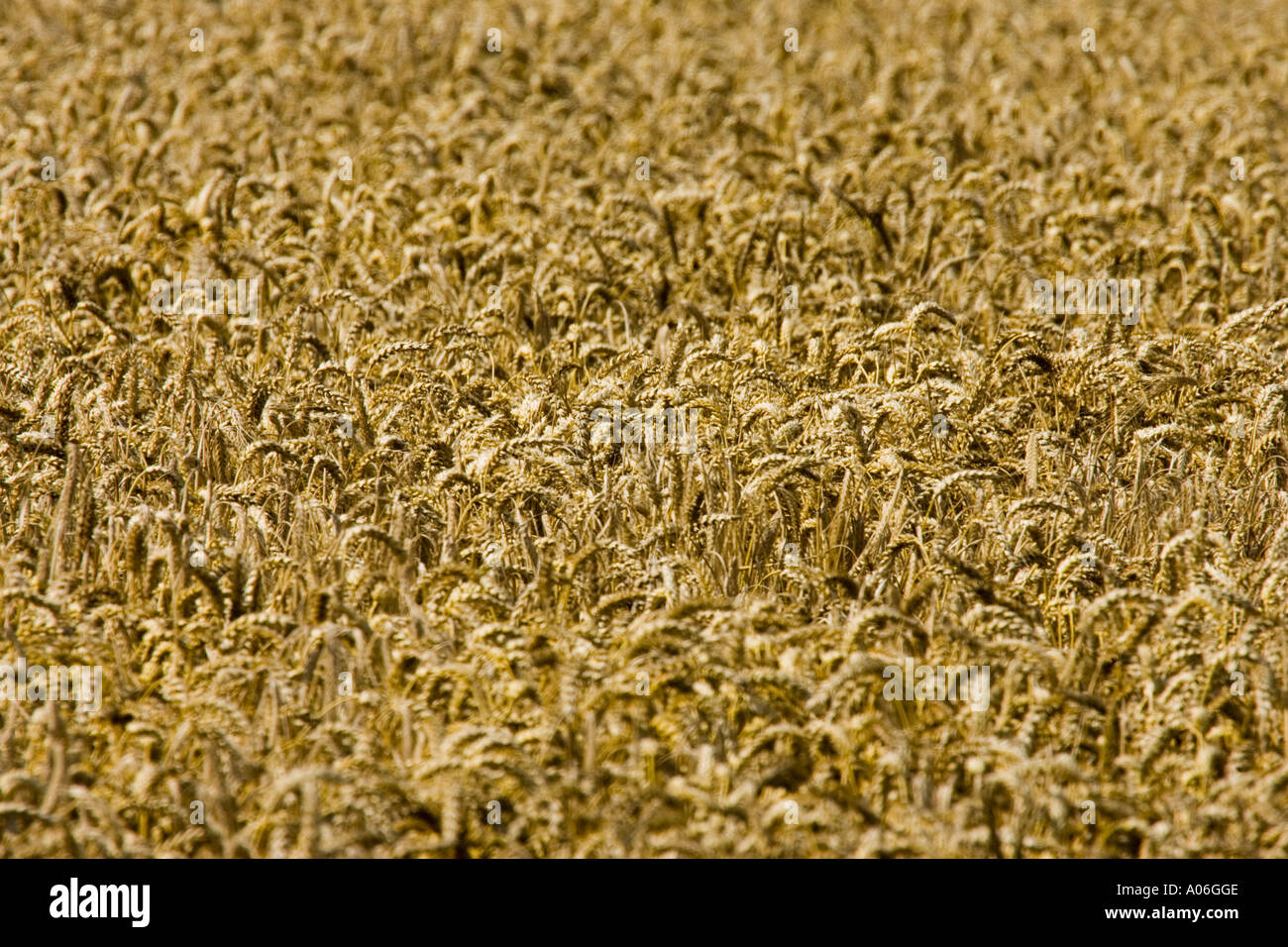 corn field ready for harvest in Suffolk, UK Stock Photo - Alamy
