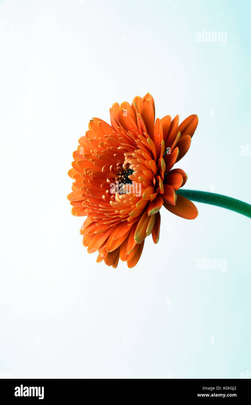 Red gerbera arrangements hi-res stock photography and images - Alamy
